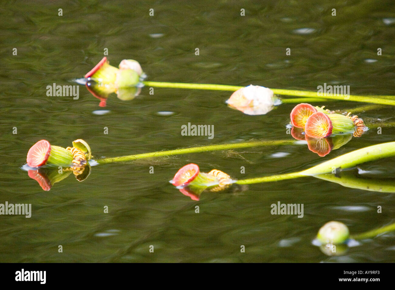 Nuphar advena hi-res stock photography and images - Alamy