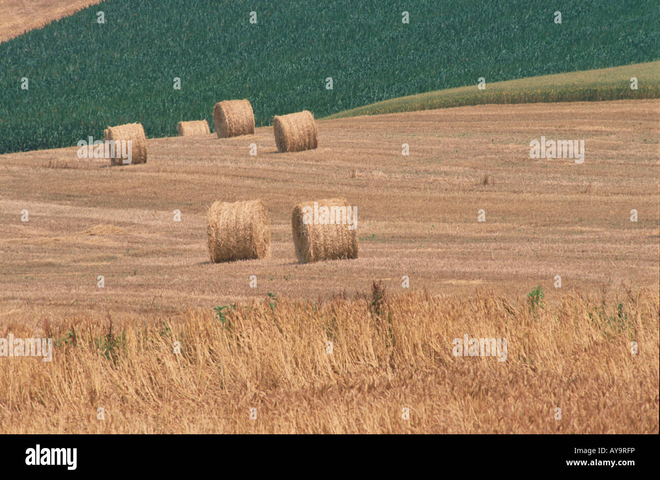 Circular Haystacks in Field Stock Photo - Alamy