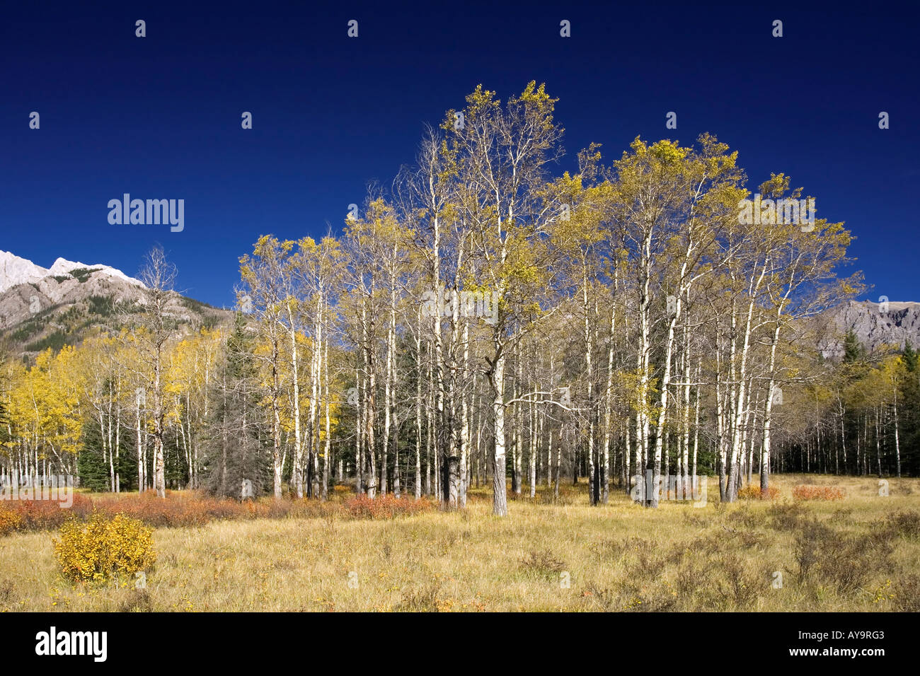Golden Aspens in autumn colour Stock Photo - Alamy