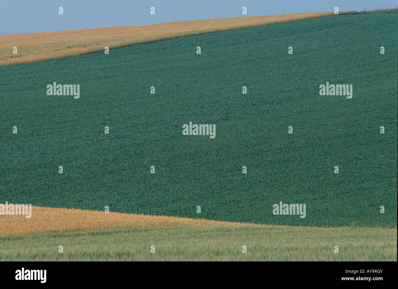 Sloping Crop Fields Stock Photo - Alamy