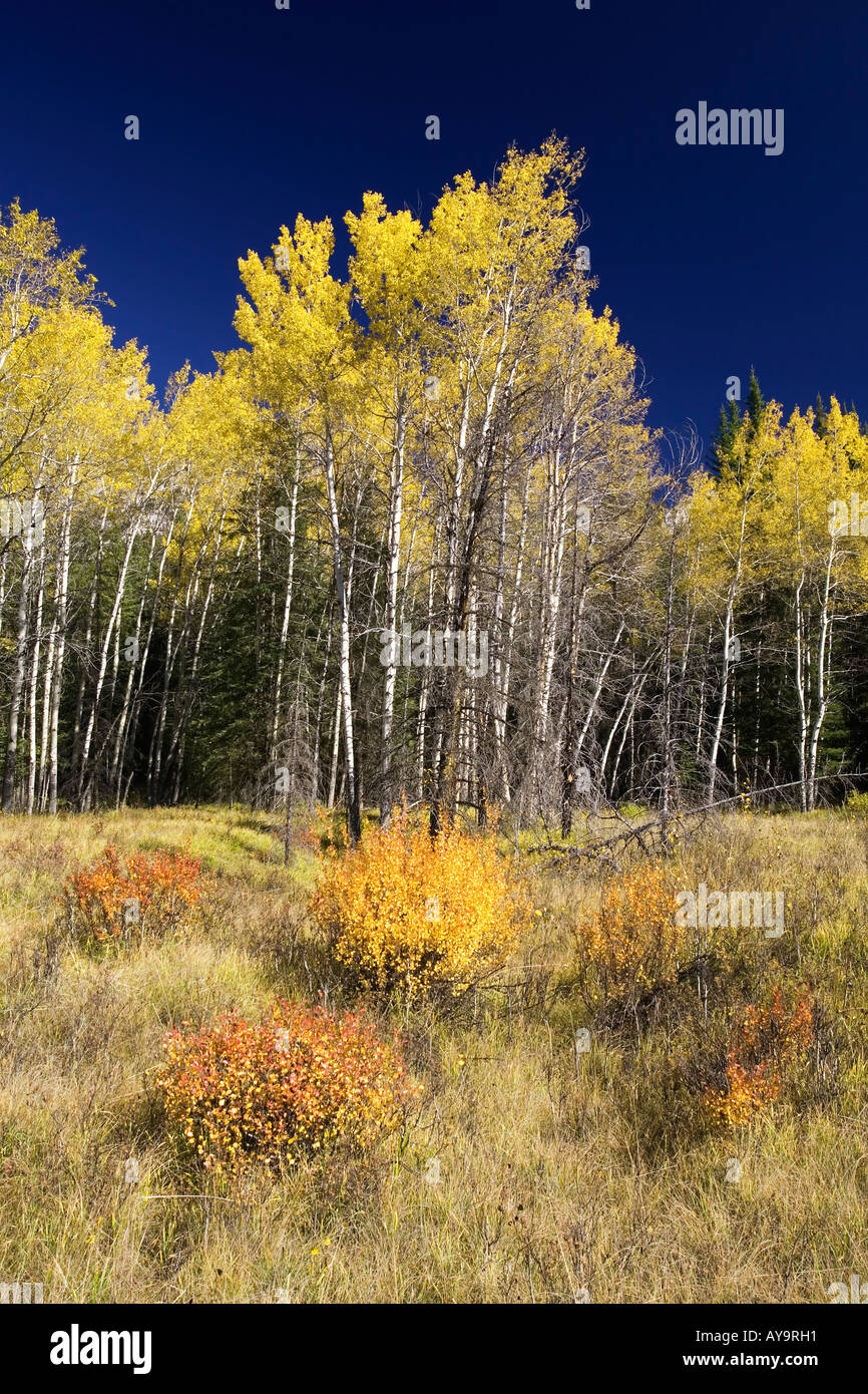 Golden Aspens in autumn colour Stock Photo - Alamy
