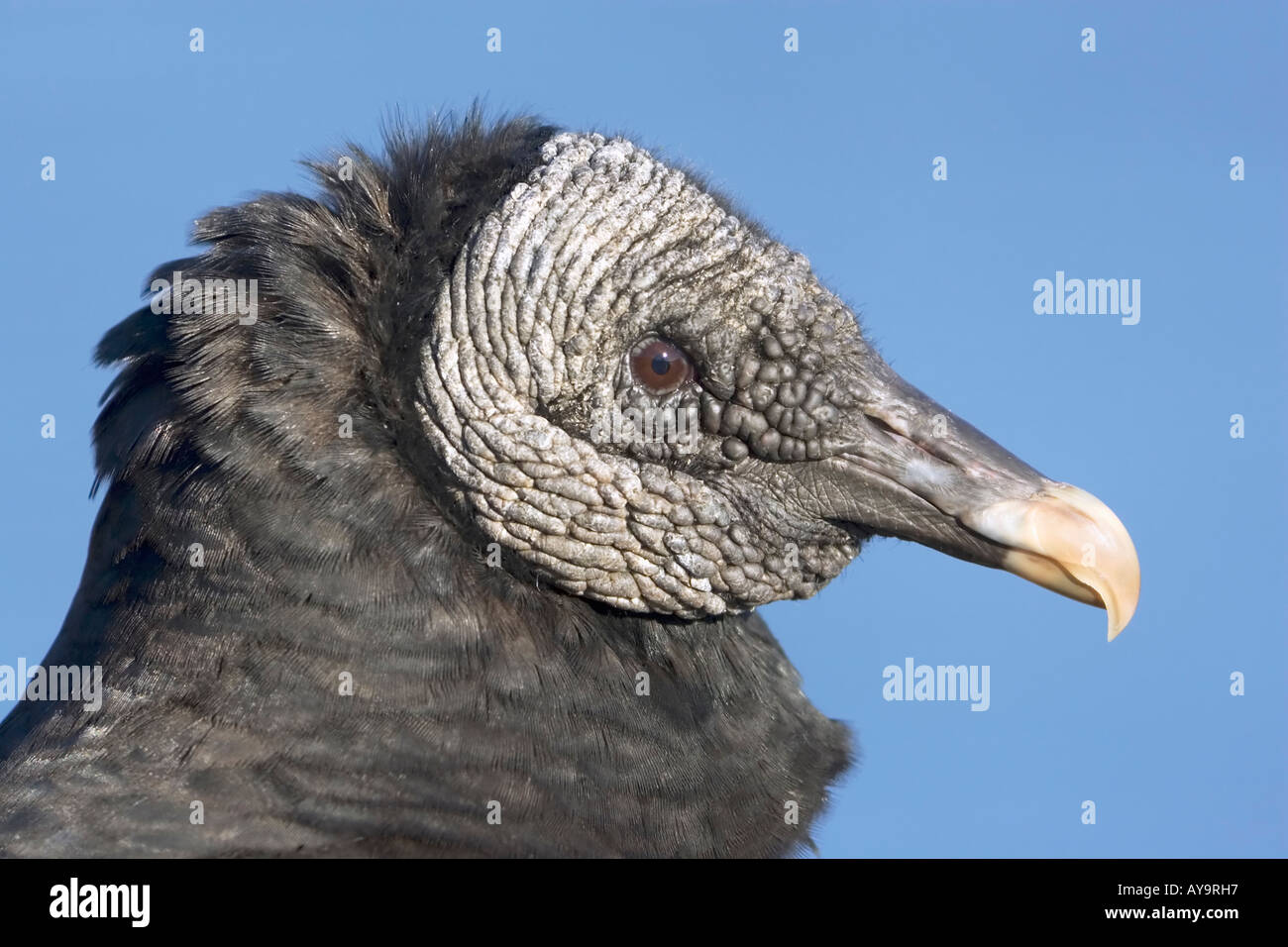 American Black Vulture head detail shot Stock Photo - Alamy