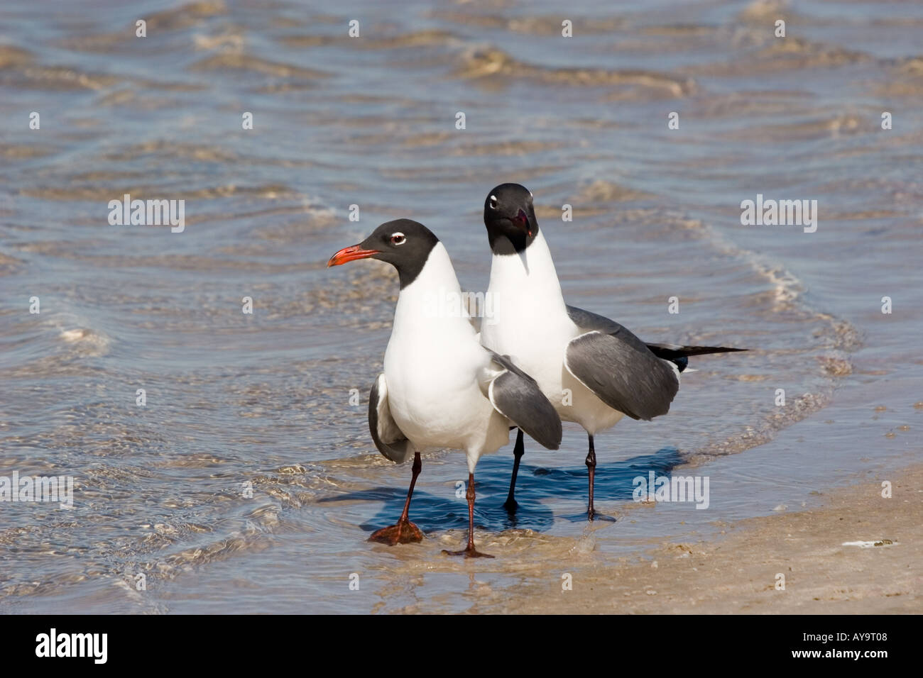 pair of laughing gulls in a comical pose at Fort Desoto Park in Florida ...