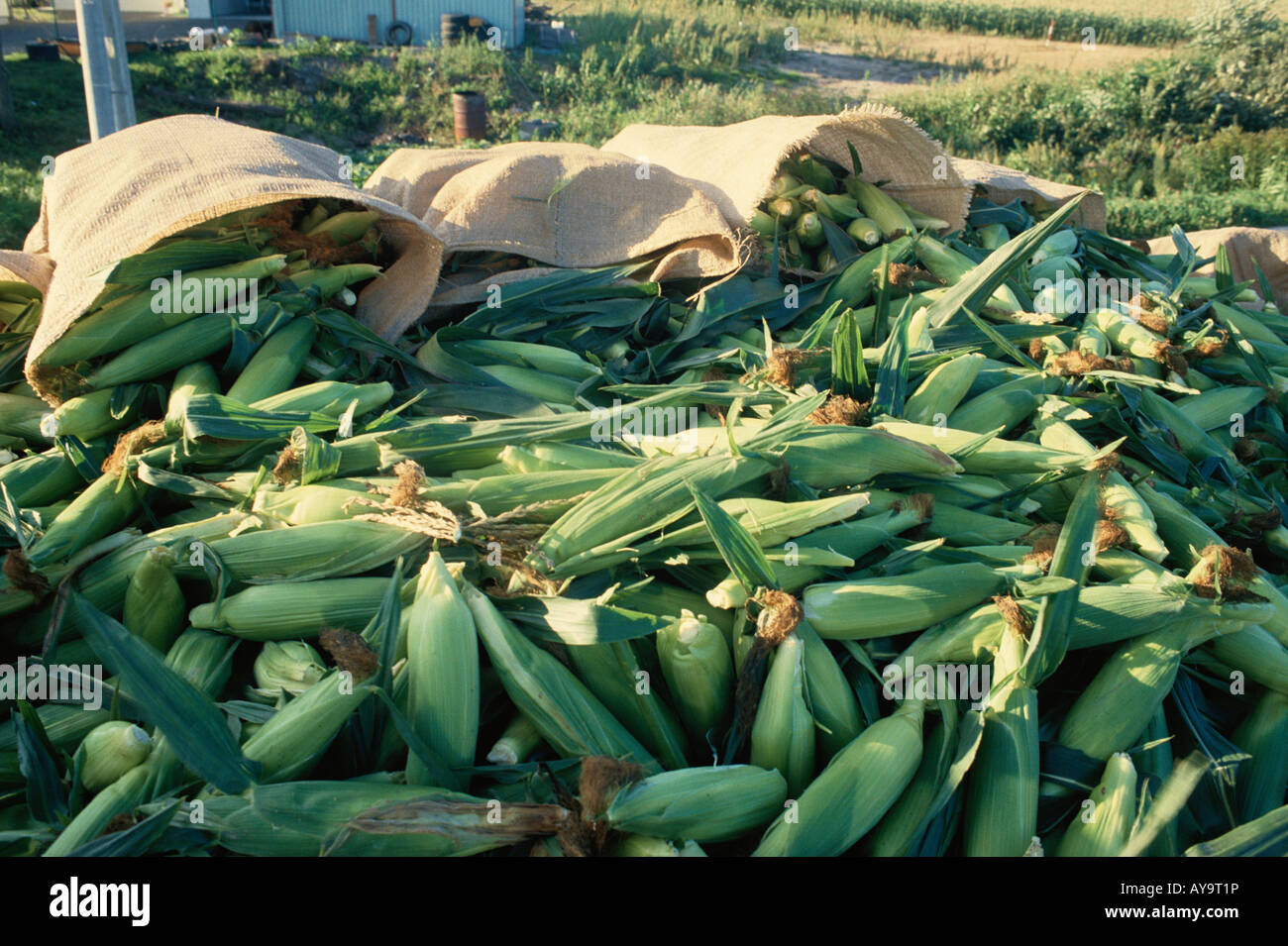 Sacks of corn hi-res stock photography and images - Alamy