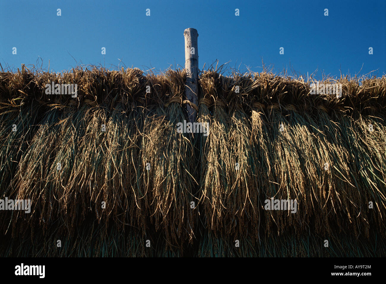 Drying Rice Plants Stock Photo - Alamy