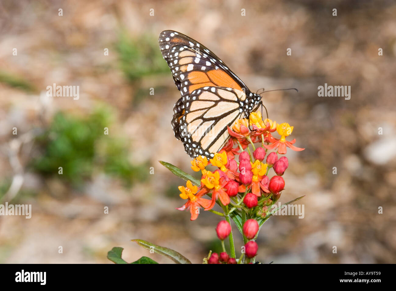Monarch Butterfly naus plexippus on a butterfly weed Stock Photo - Alamy
