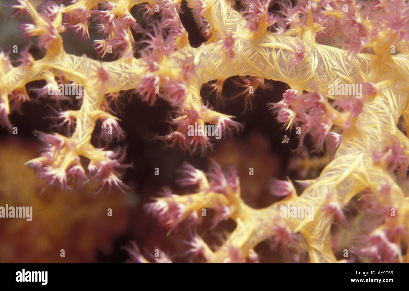 Dendronephyta soft coral hi-res stock photography and images - Alamy