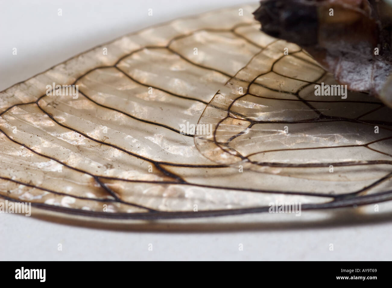 Common Cicada High Resolution Stock Photography and Images - Alamy