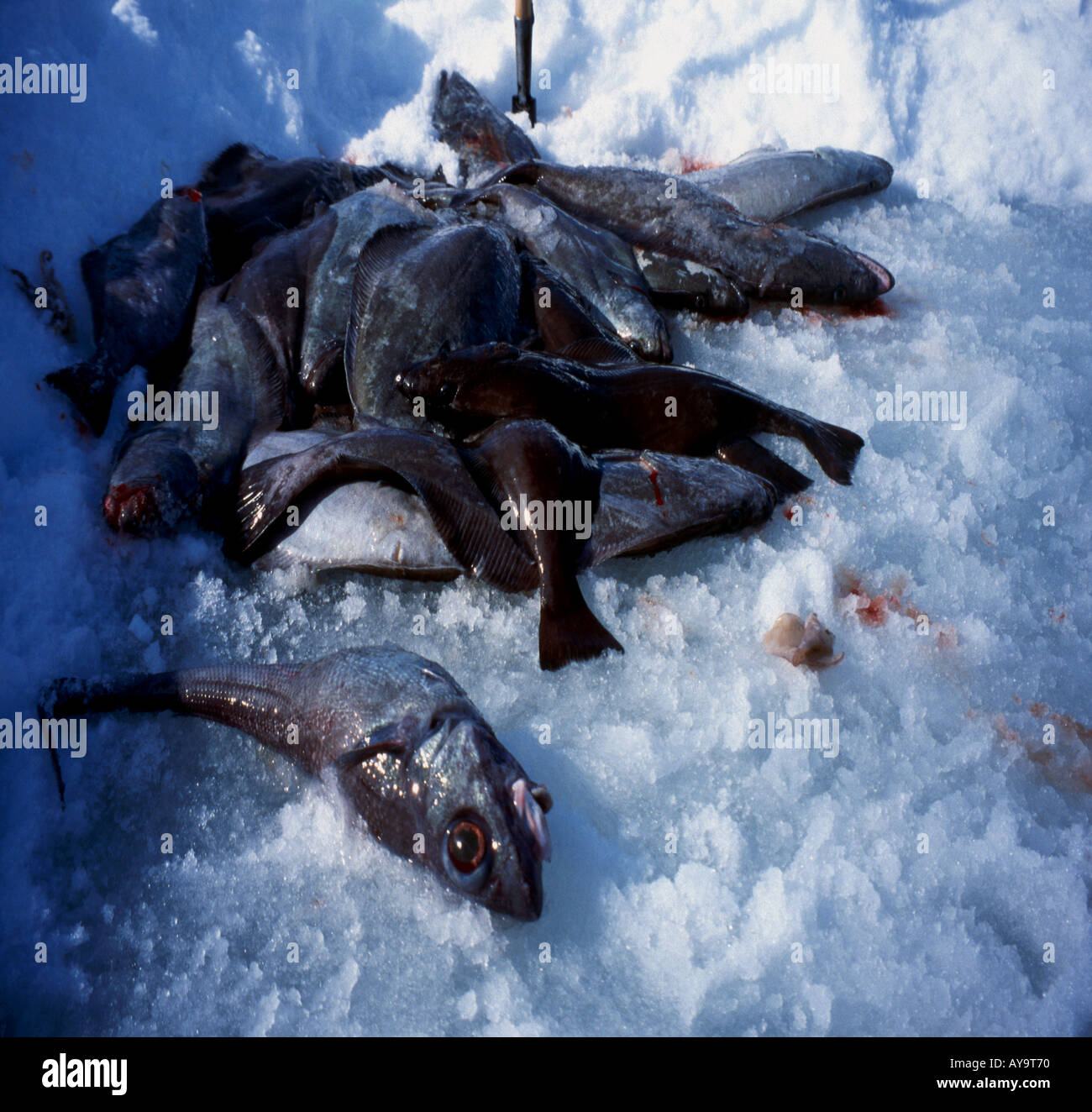 Grenadier Fish High Resolution Stock Photography and Images - Alamy