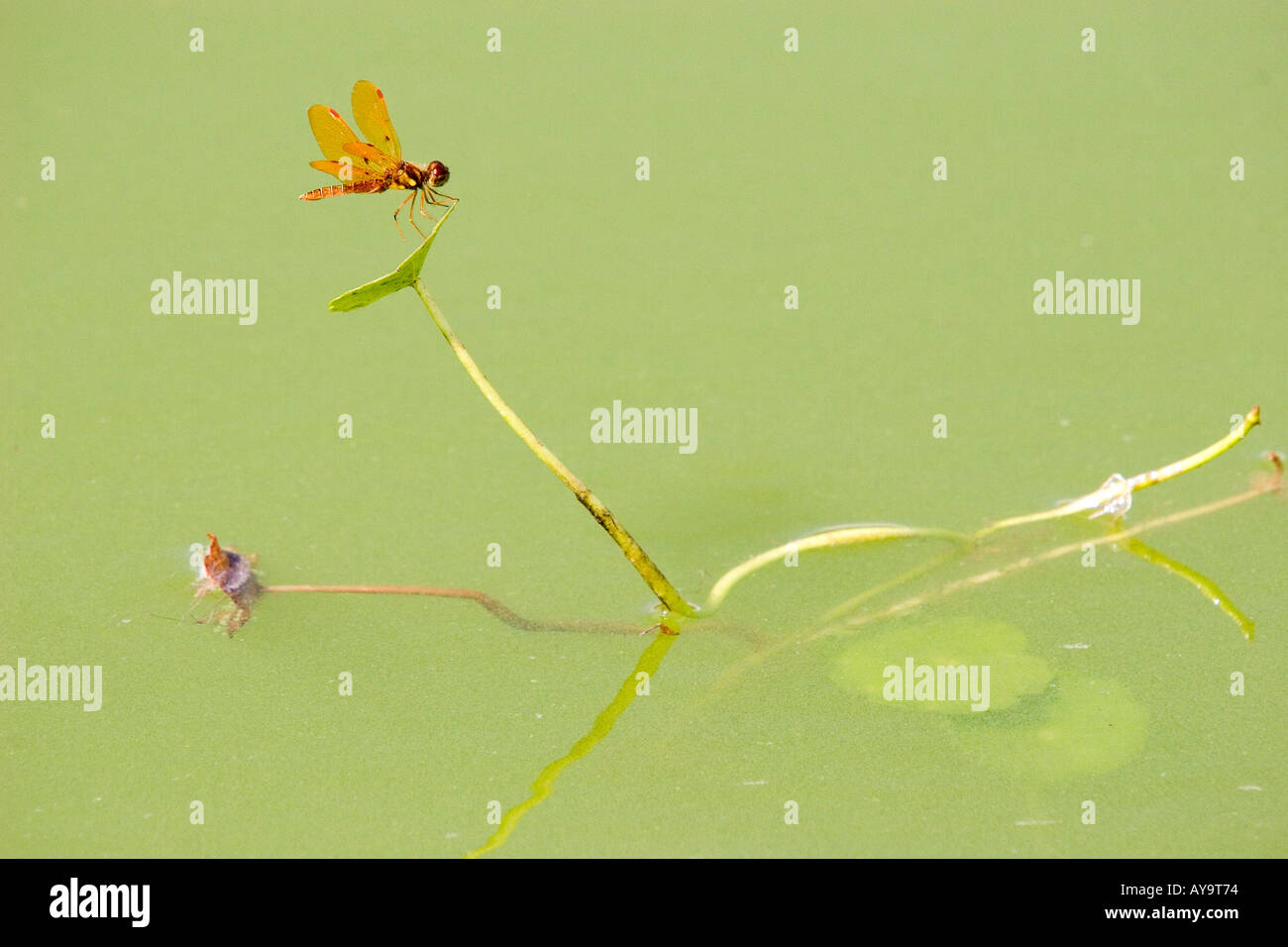 Pond damsel hi-res stock photography and images - Alamy
