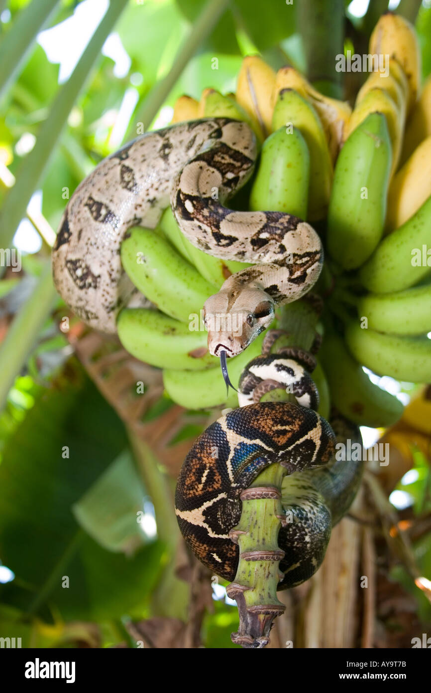 Boa constrictor snake in a banana tree in Florida with its forked ...