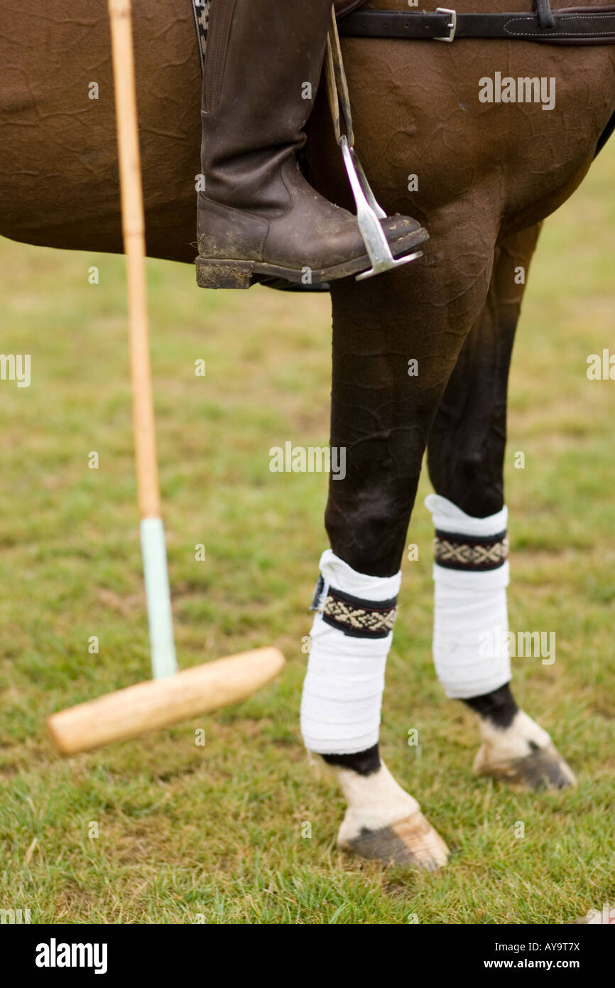 Polo pony wrapped fetlocks Stock Photo - Alamy
