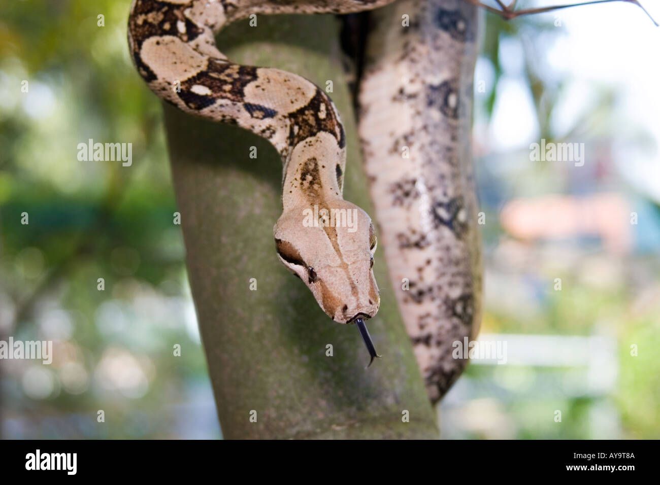 Boa constrictor snake on a bamboo tree with its forked tongue displayed ...
