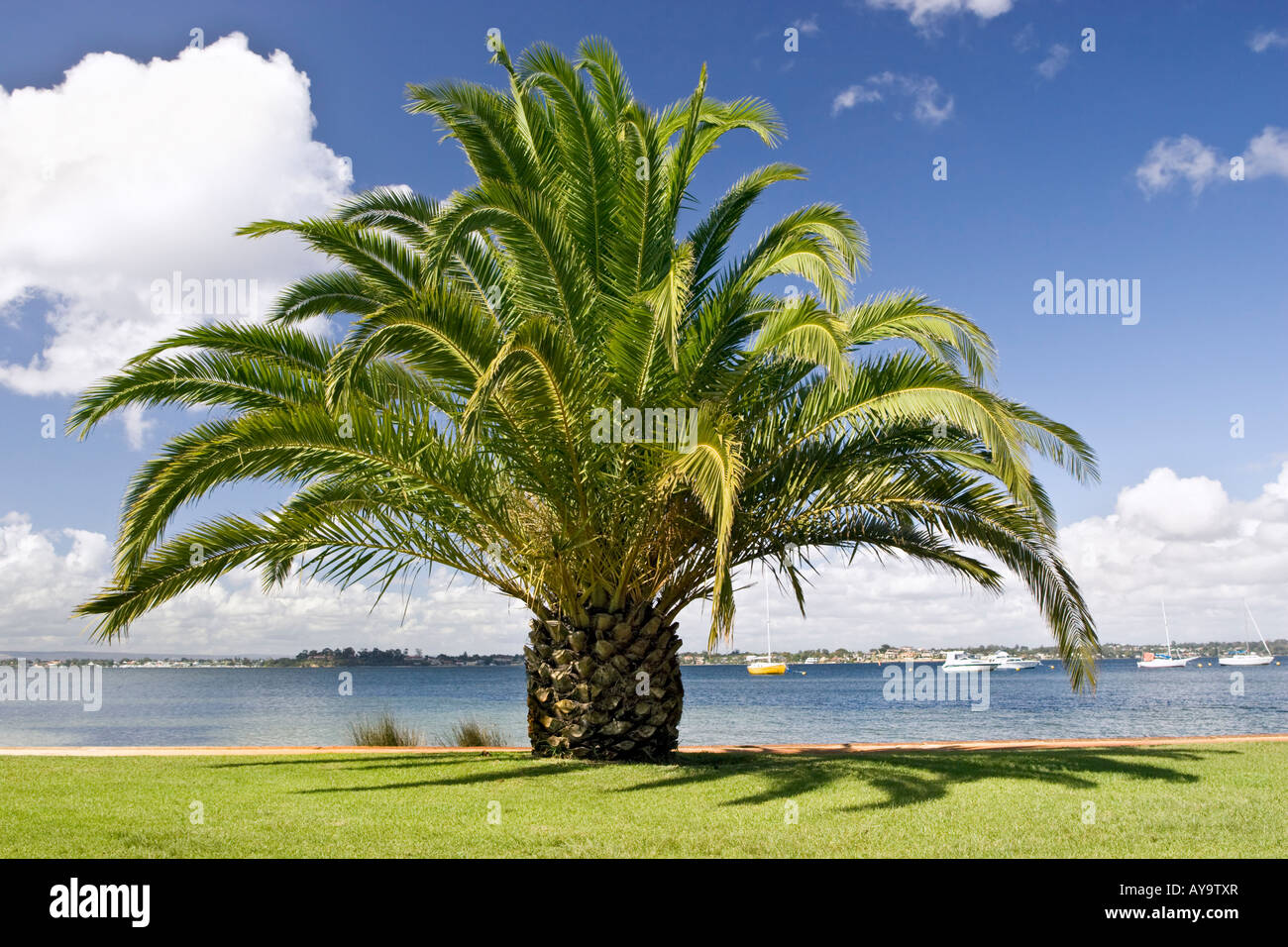 A palm tree by the Swan River at Pelican Point, Crawley, with yachts ...