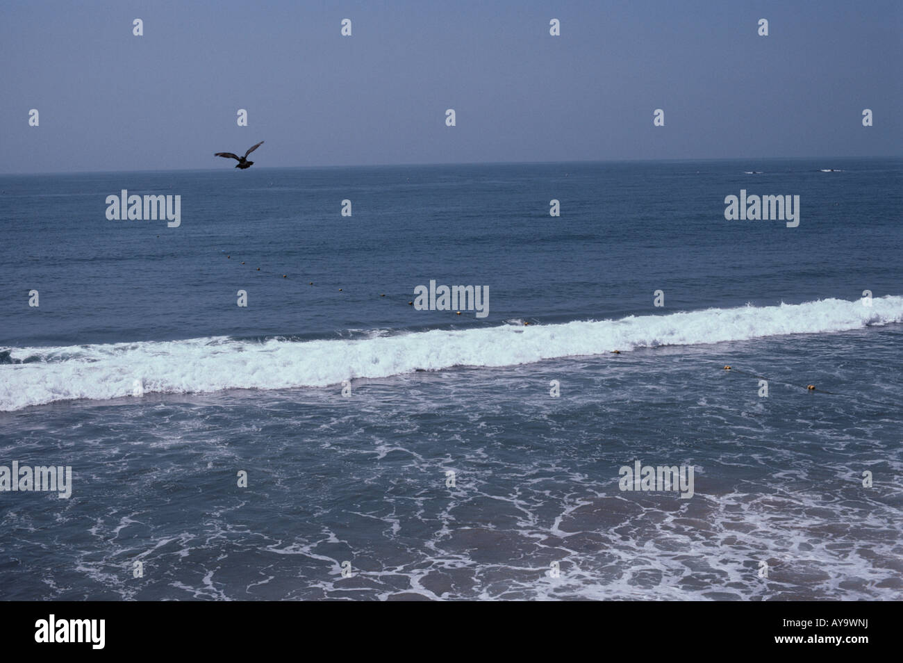 Bird above Ocean Stock Photo - Alamy