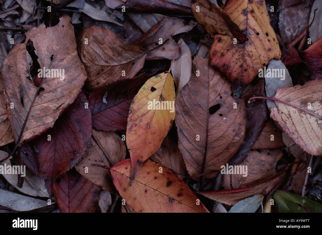 Dry Autumn Leaves Stock Photo - Alamy
