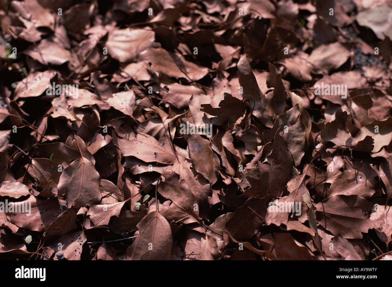 Dry Fallen Leaves Stock Photo - Alamy