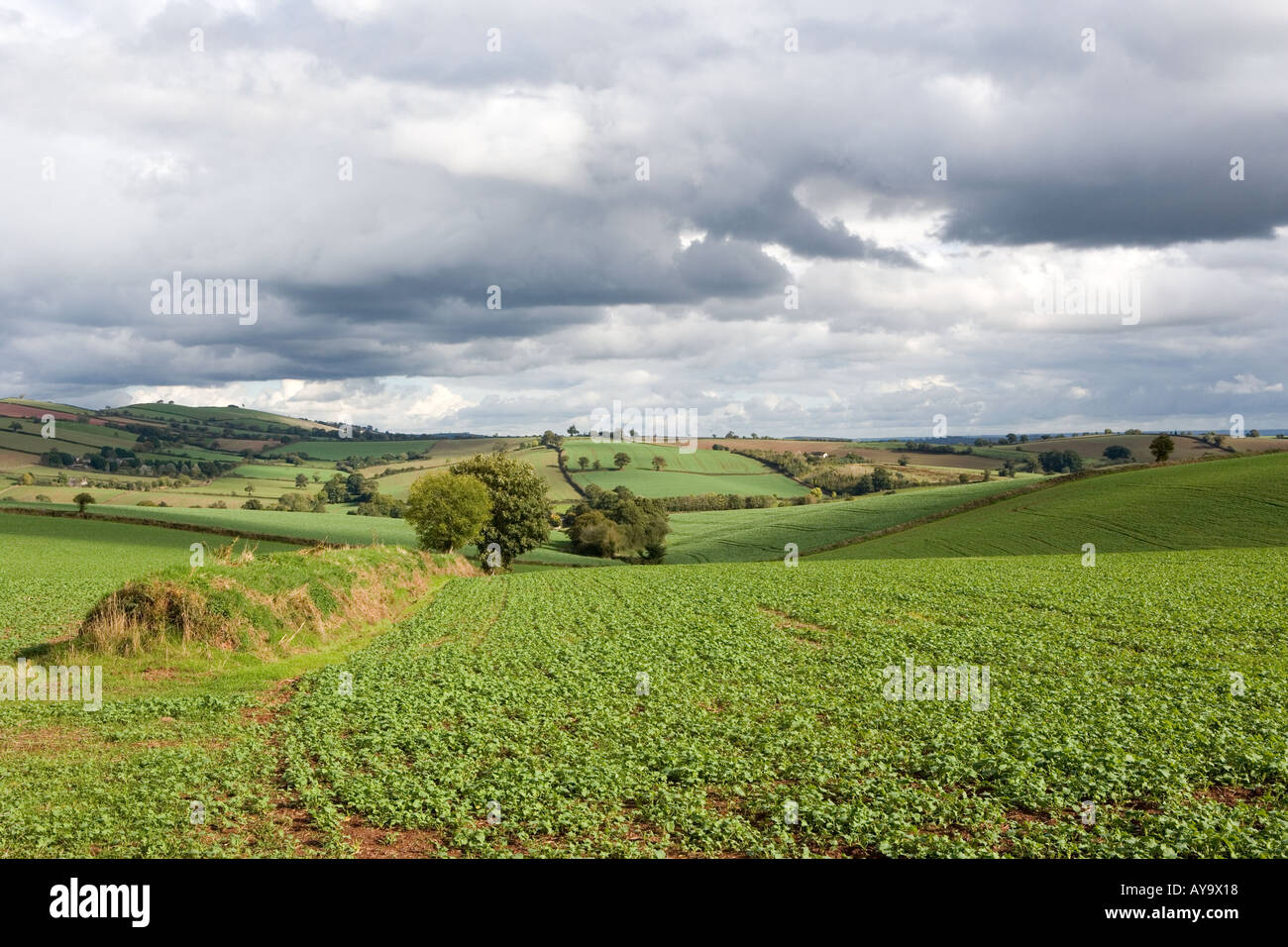 Devon agricultural land and landscape Devon England Stock Photo - Alamy