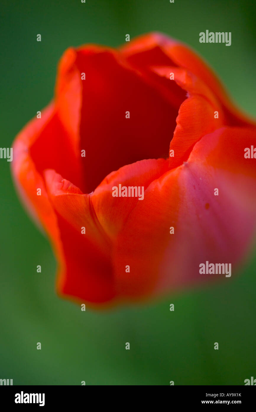 Spike tulip hi-res stock photography and images - Alamy