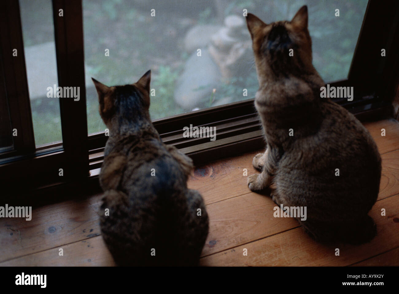 Cats Looking Through Window Stock Photo - Alamy