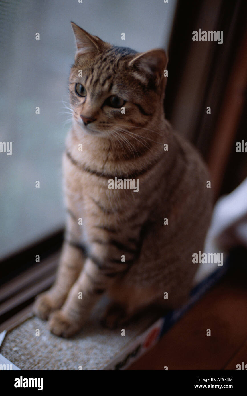 Domestic Cat near Window Stock Photo - Alamy