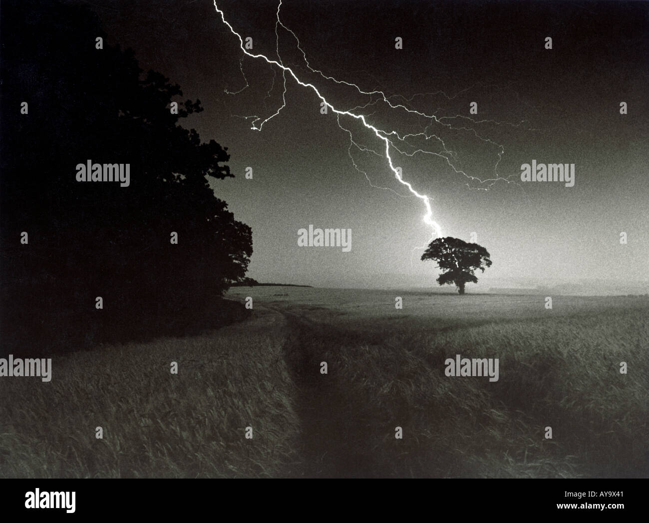 Lightning strike tree hi-res stock photography and images - Alamy