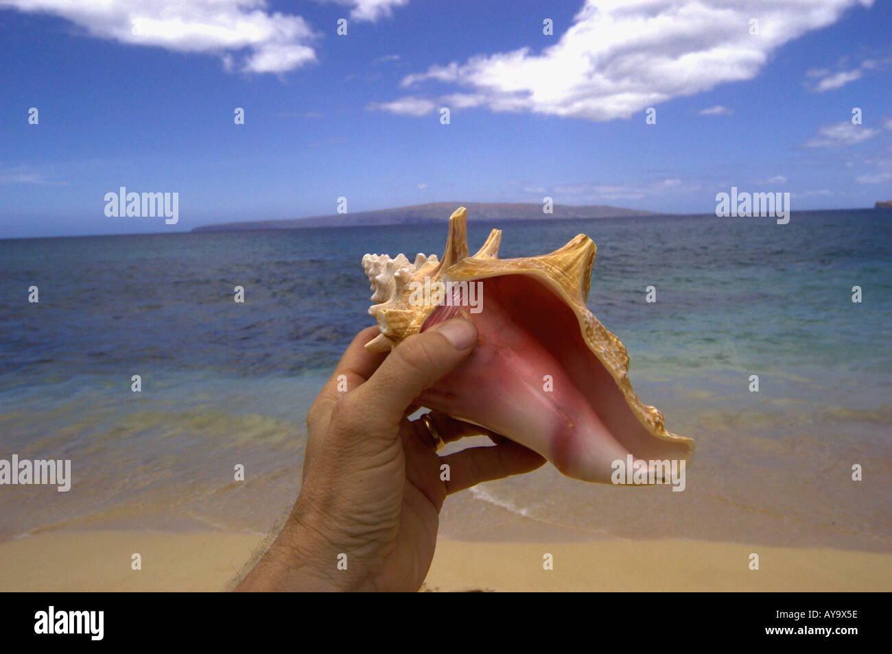 hand holding conch shell Maui Hawaii Stock Photo - Alamy