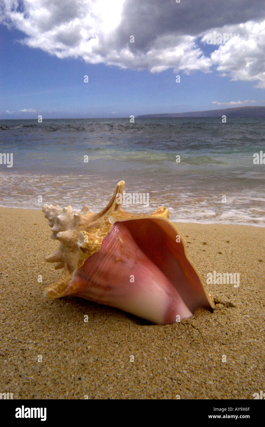 beach conch shell Stock Photo - Alamy