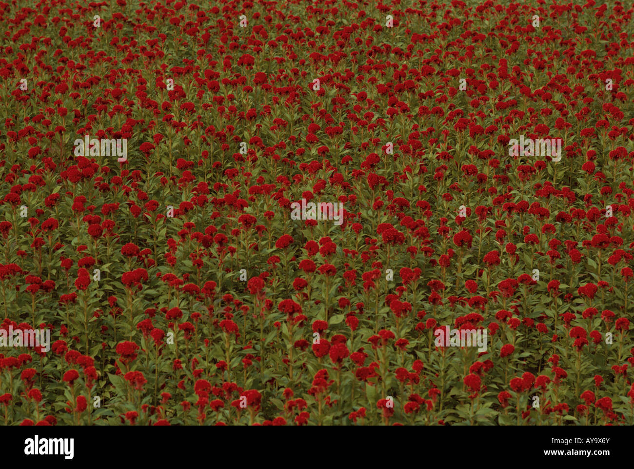Landscape With Red Spots High Resolution Stock Photography and Images ...