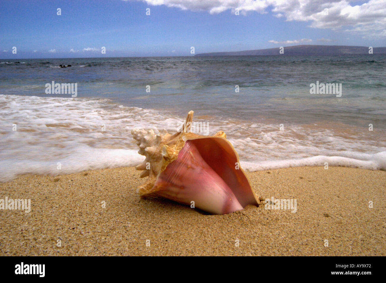 beach conch shell Stock Photo - Alamy