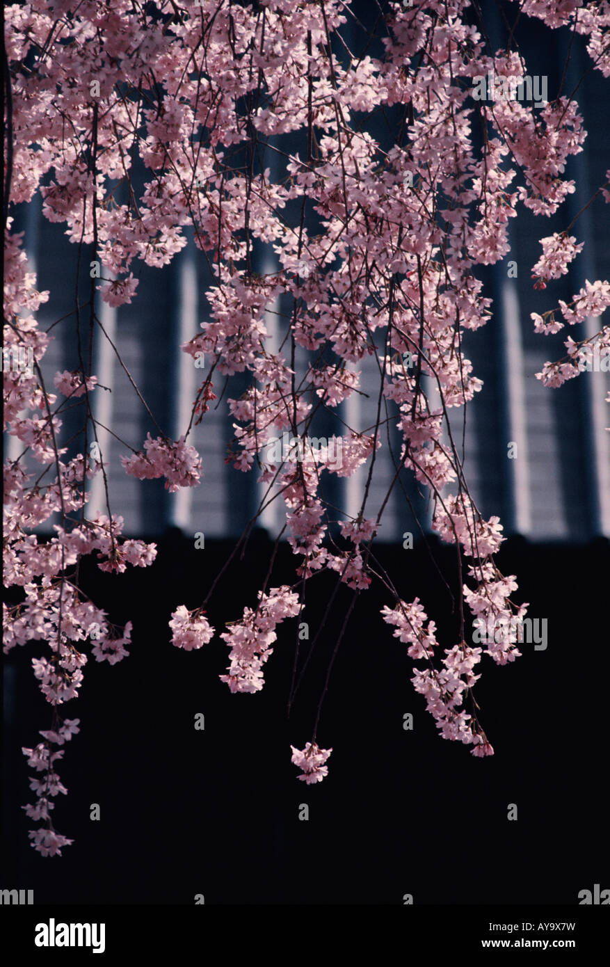 Closeup cherry blossoms on branches hi-res stock photography and images ...