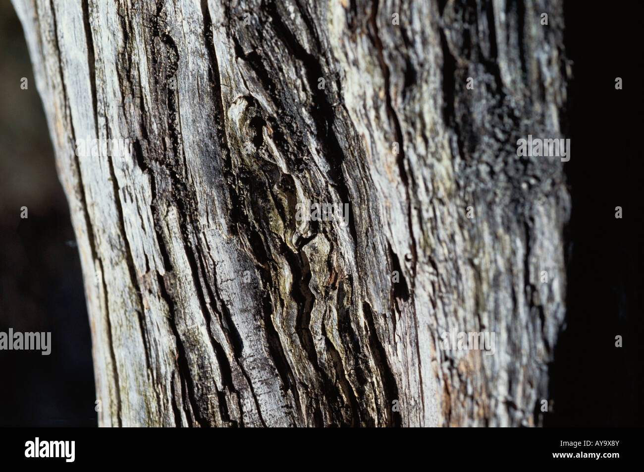 Dried Tree Trunk with Cracks Stock Photo - Alamy