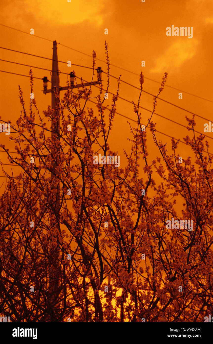 Bush and Wiring in Sunset Stock Photo - Alamy