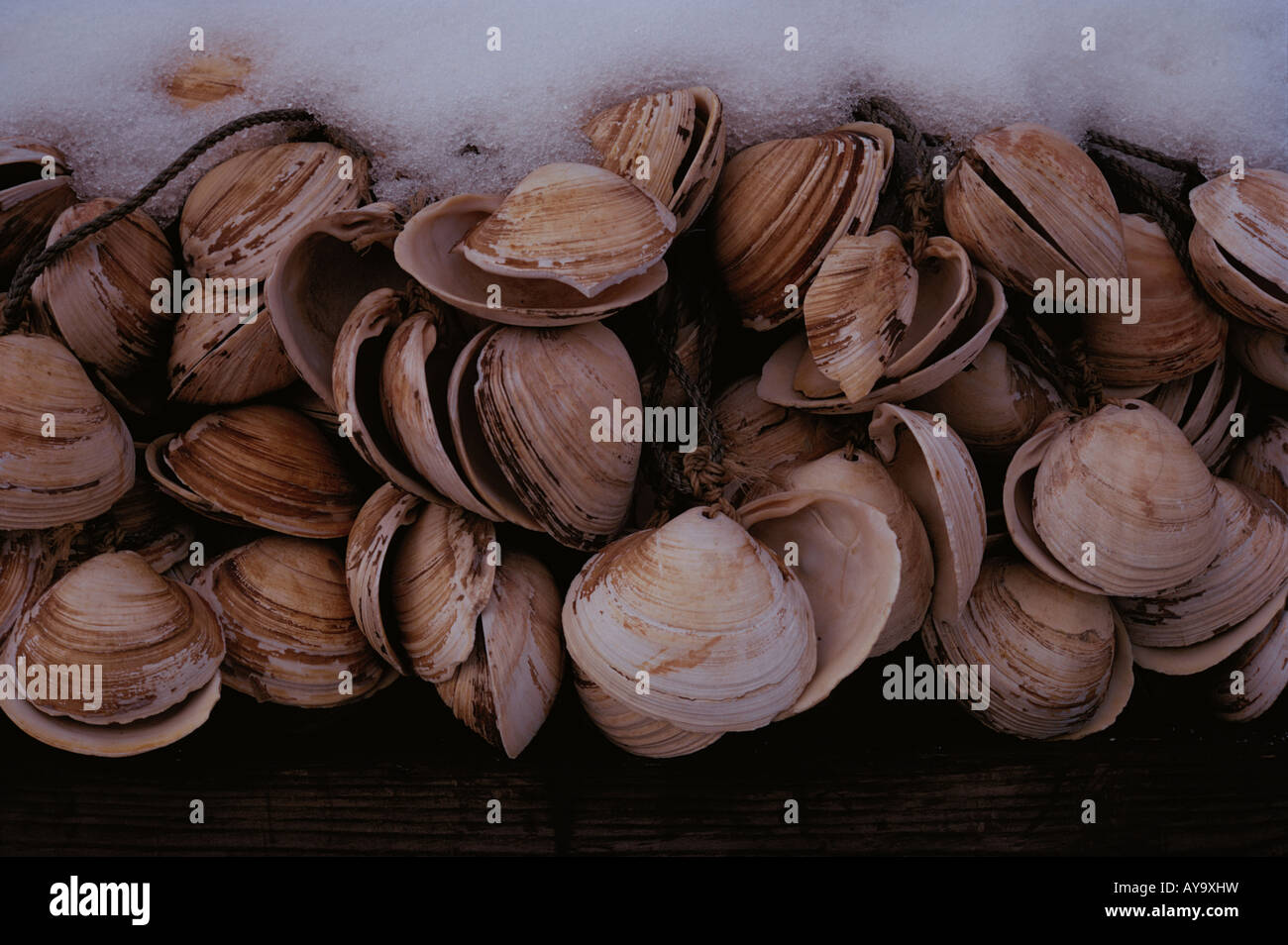 Snow on Shells Stock Photo - Alamy