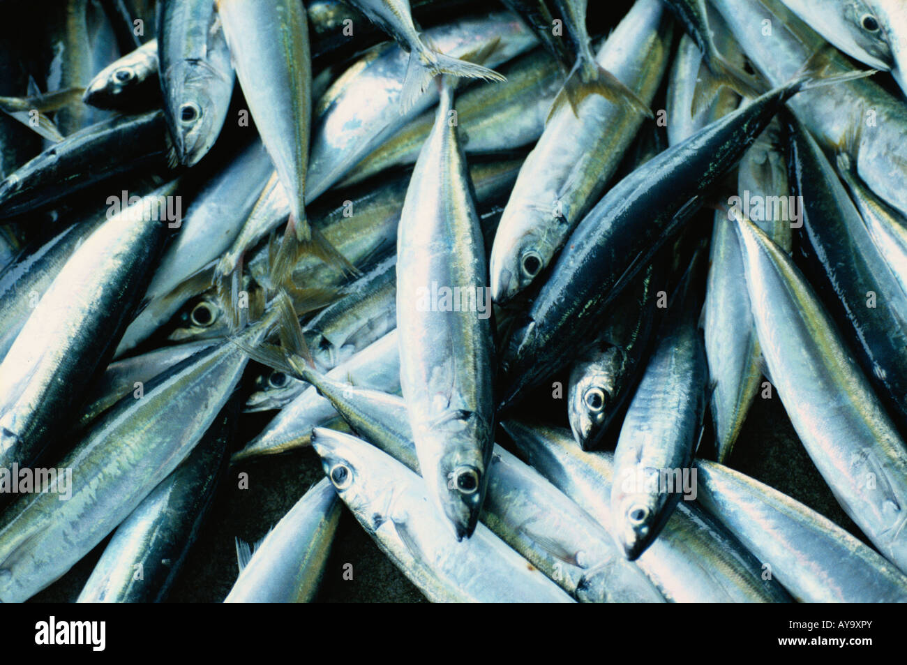 Stacks of Fish Stock Photo - Alamy
