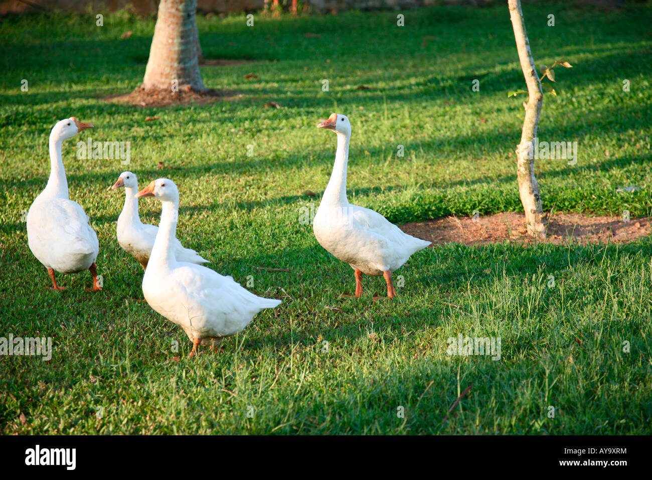 Geese of india hi-res stock photography and images - Alamy