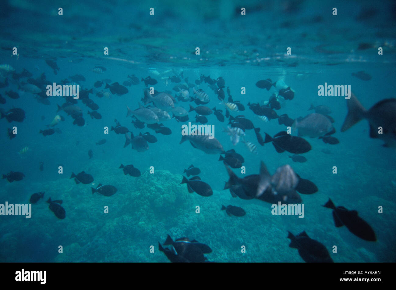 Shoals of Fish Stock Photo - Alamy