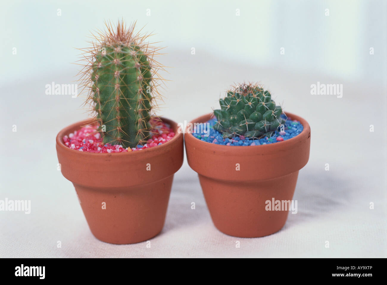 Two Pots of Cacti Stock Photo - Alamy