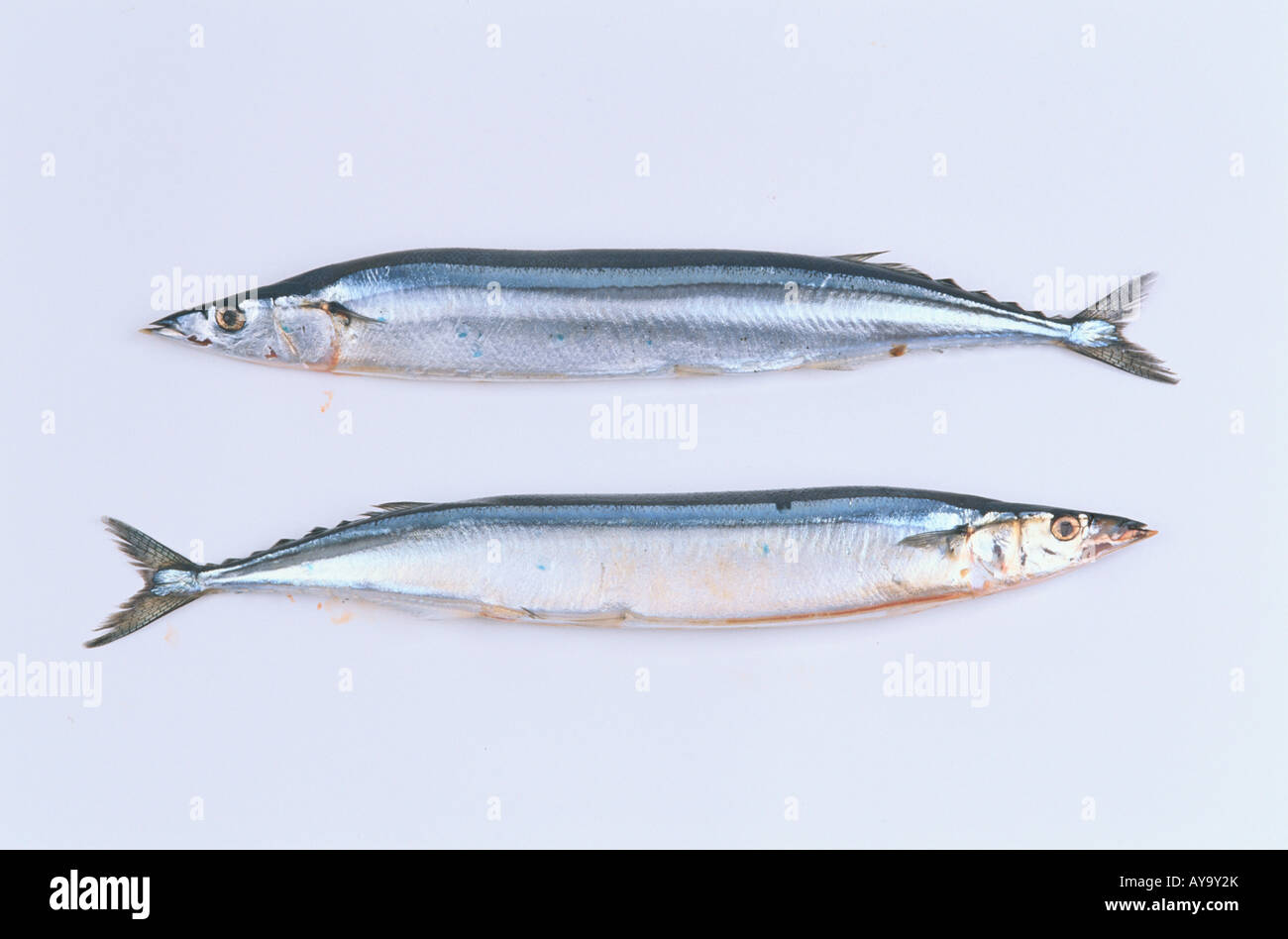 Two Pacific Sauries Stock Photo - Alamy