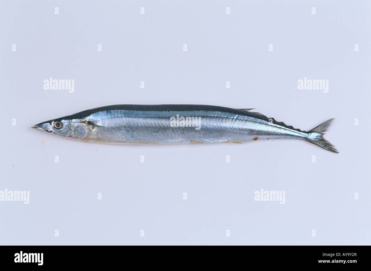 Sauri hi-res stock photography and images - Alamy