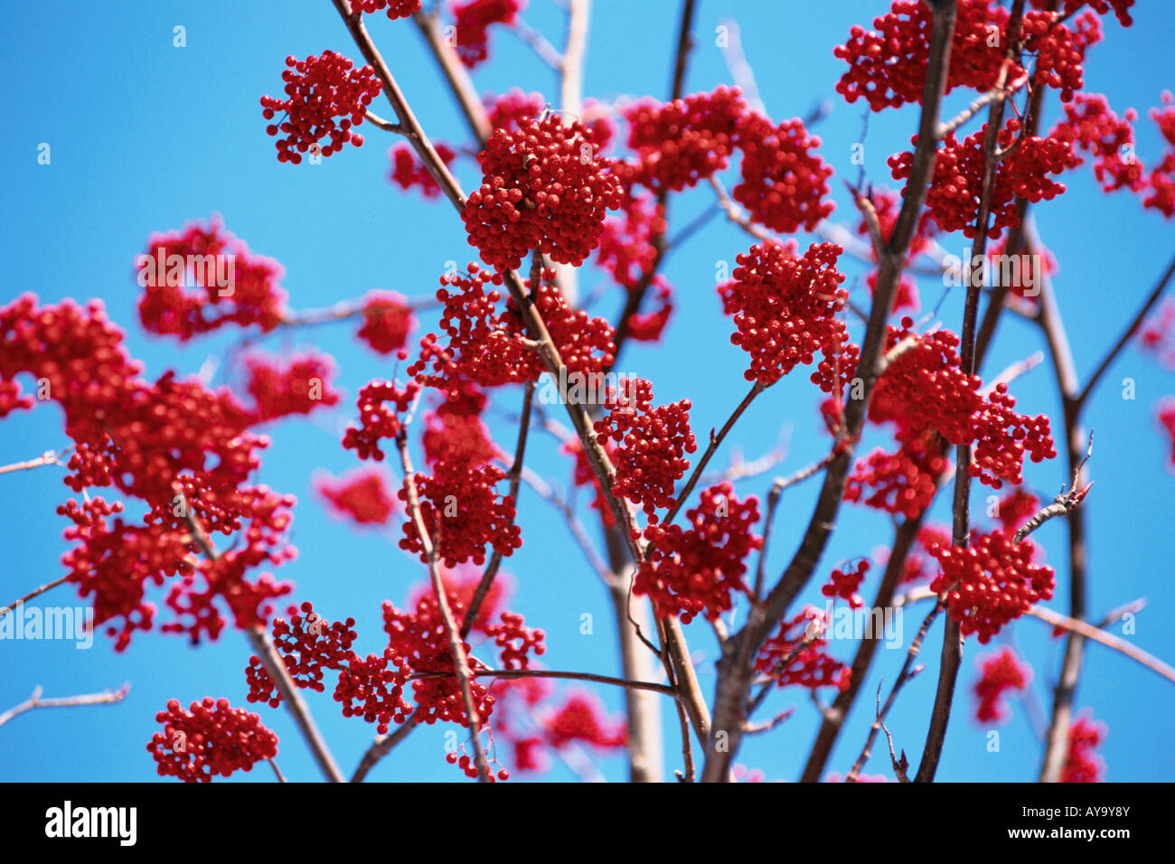 Closeup view tree branches hi-res stock photography and images - Alamy