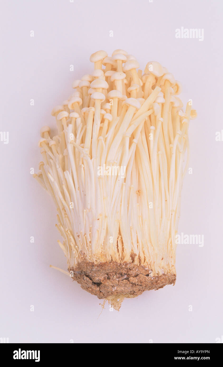 Cluster of roots hi-res stock photography and images - Alamy