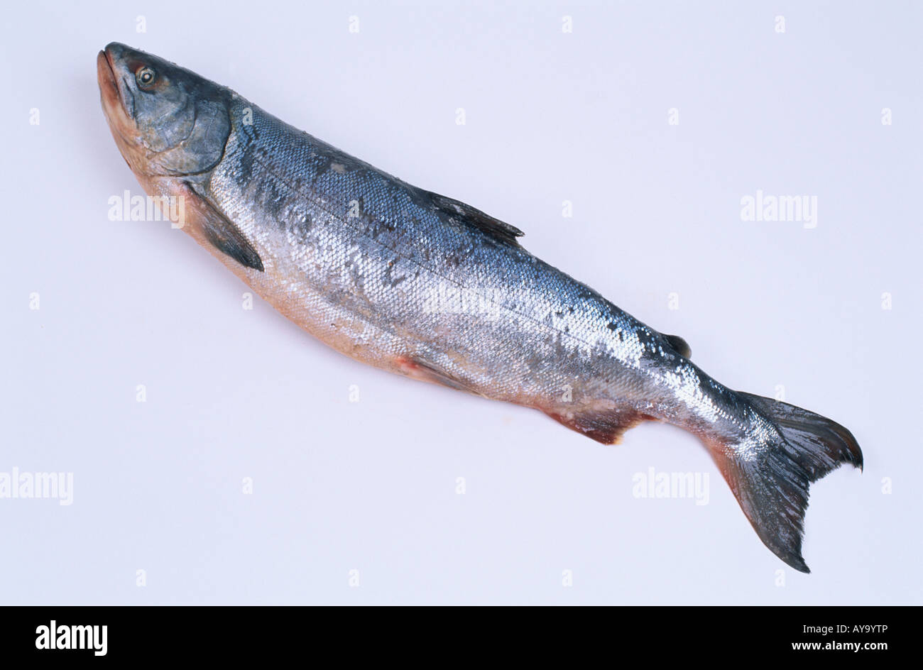 Dead salmon hi-res stock photography and images - Alamy