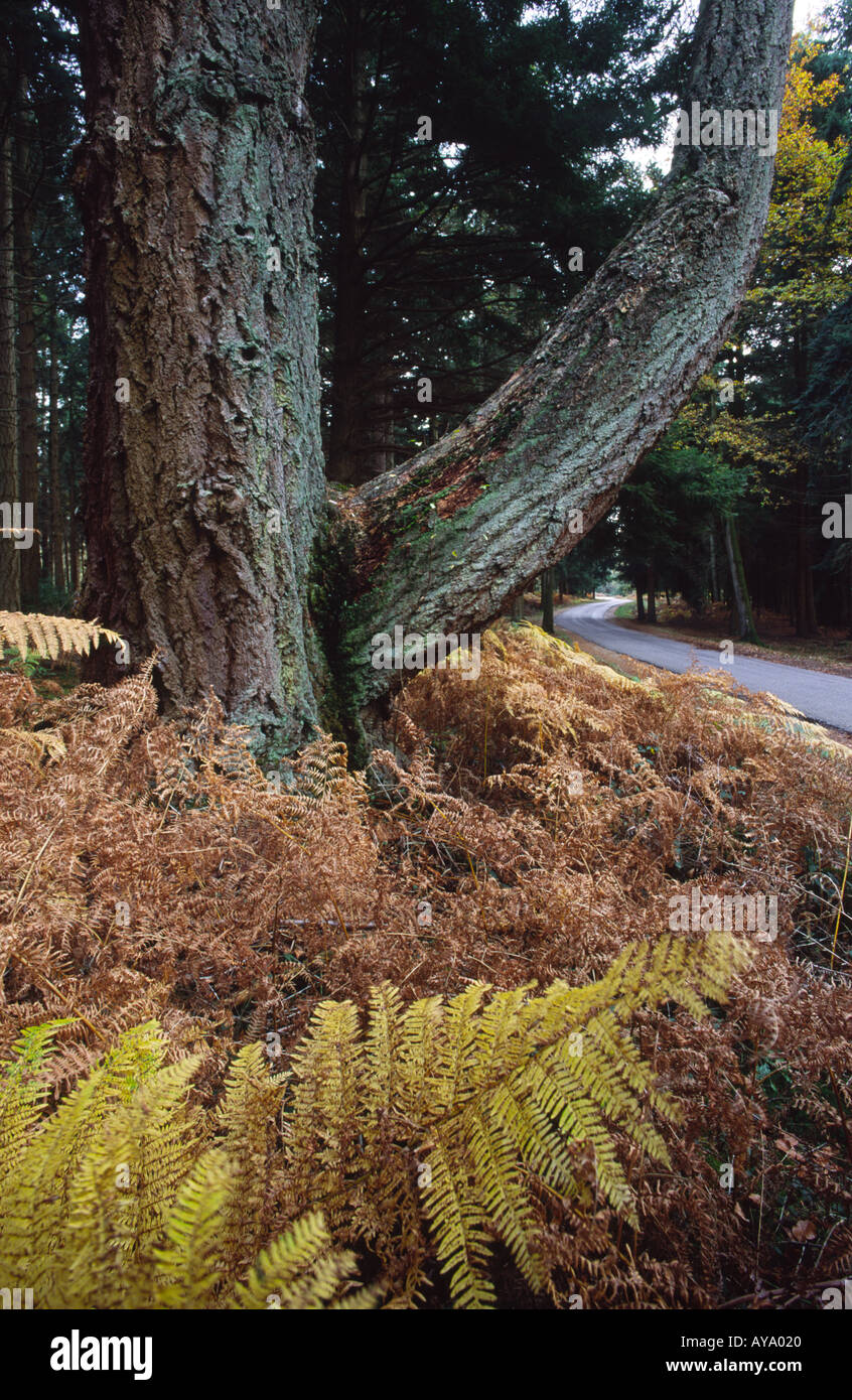 Verge of forest hi-res stock photography and images - Alamy