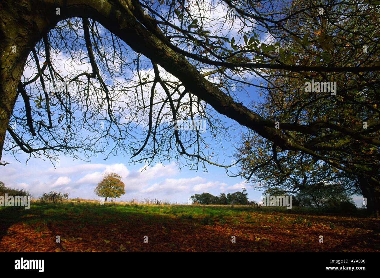 Overhanging chestnut tree hi-res stock photography and images - Alamy