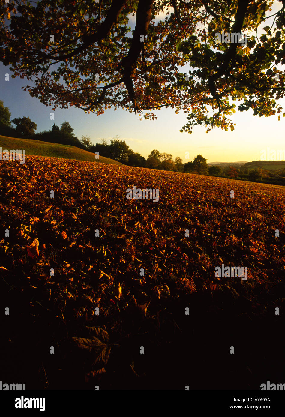 Autumn Leaves In Field Dorset county England UK Stock Photo - Alamy