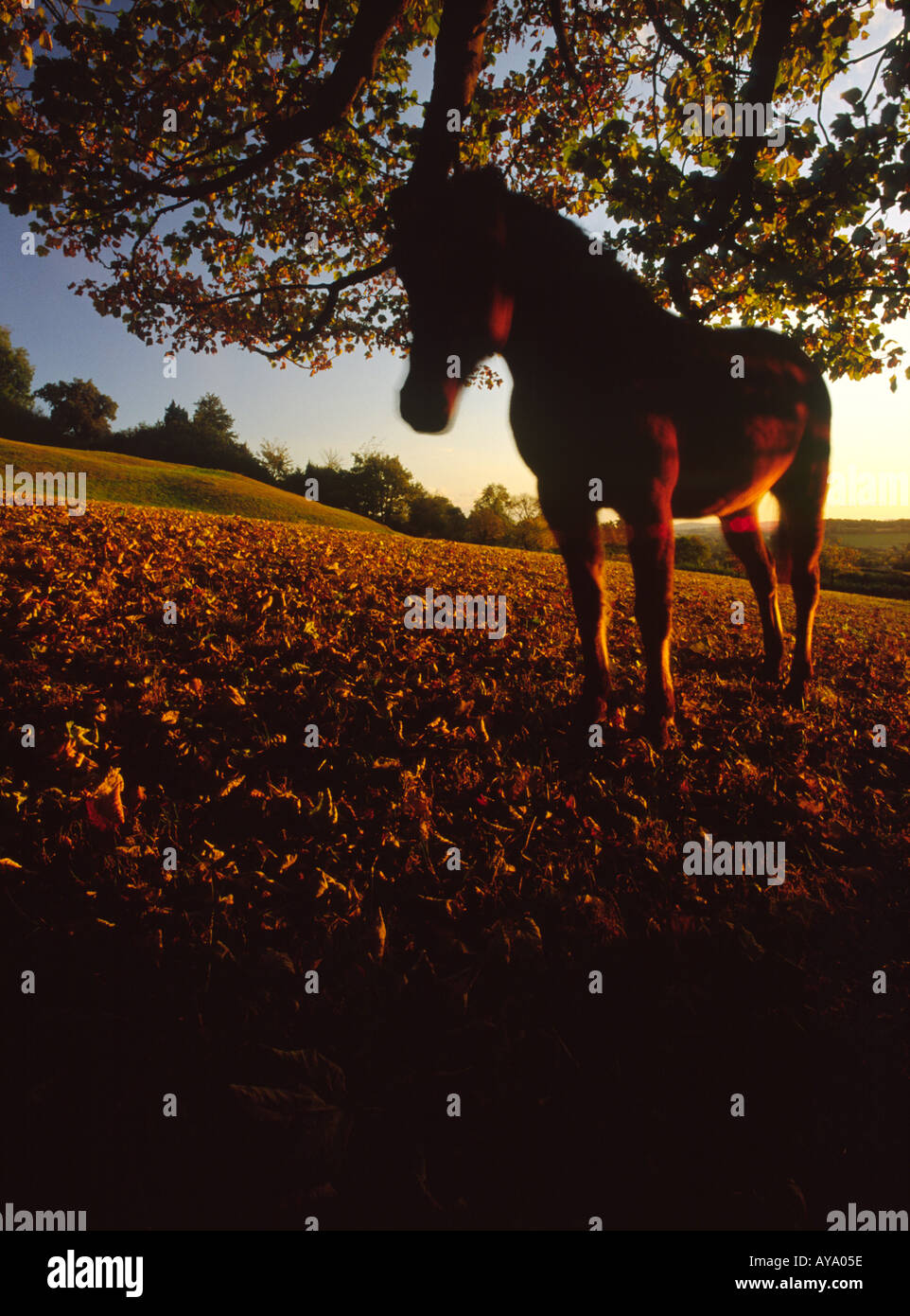 Dorset Autumn Field And Horse England UK Stock Photo - Alamy