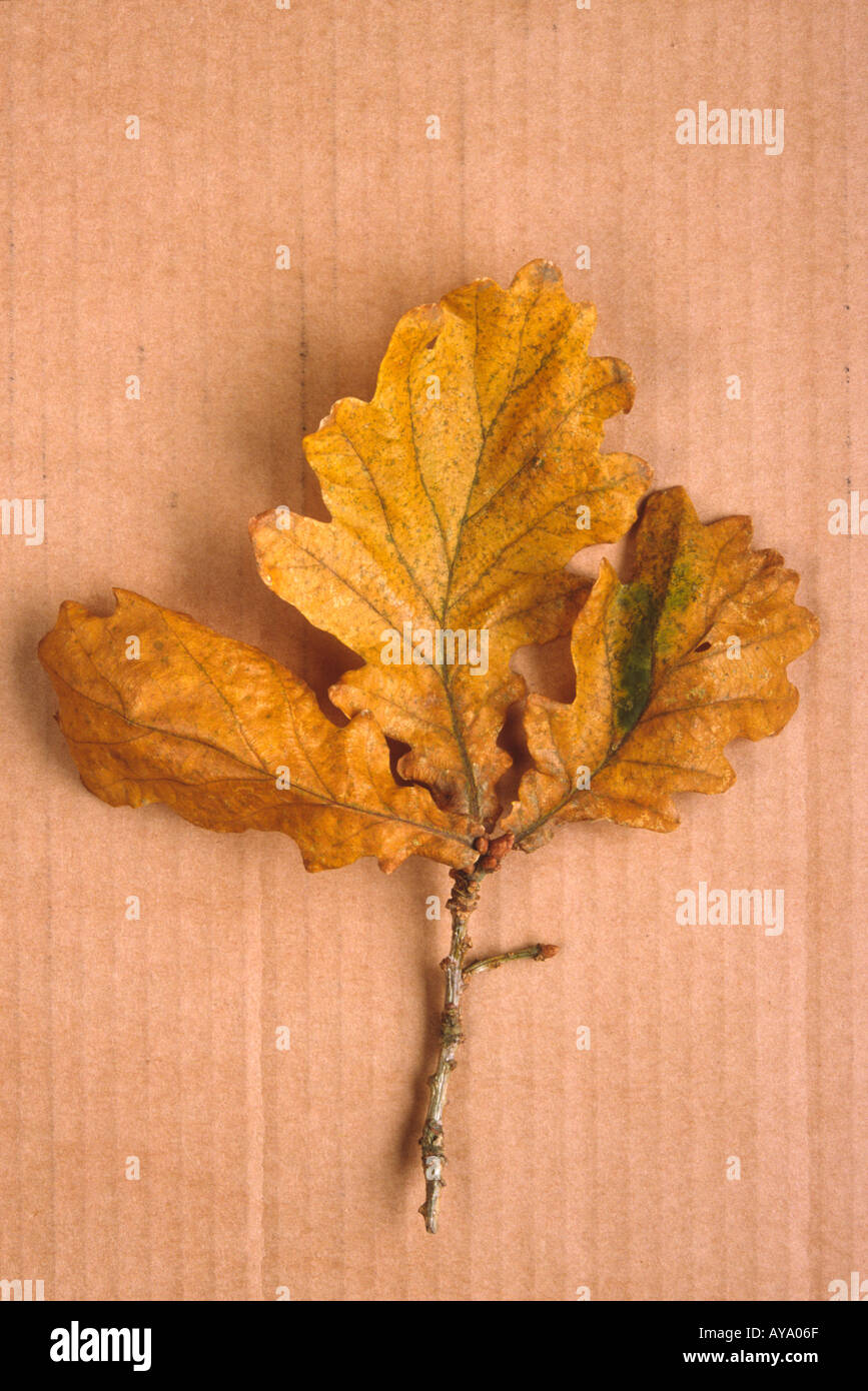 Three oak leaves hi-res stock photography and images - Alamy