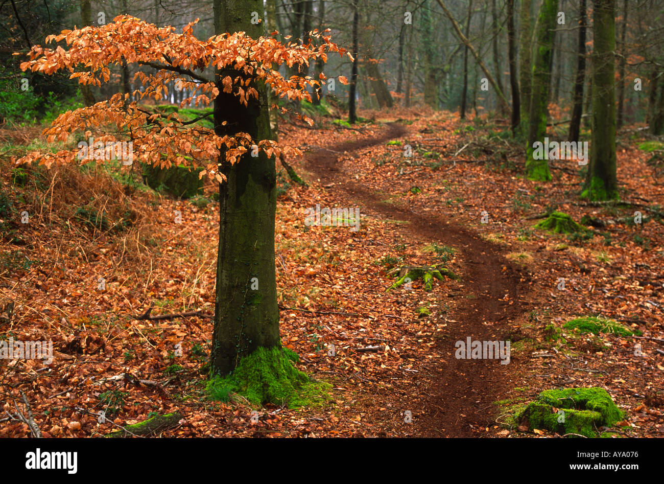 Puddletown forest hi-res stock photography and images - Alamy