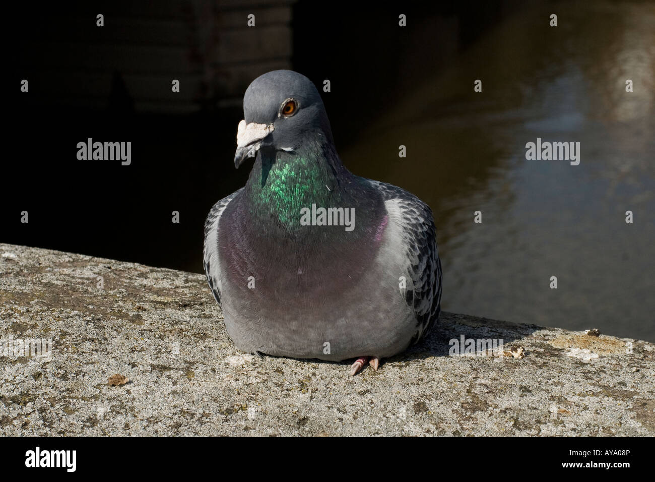 A common pigeon sat on a wall in front of river Stock Photo - Alamy